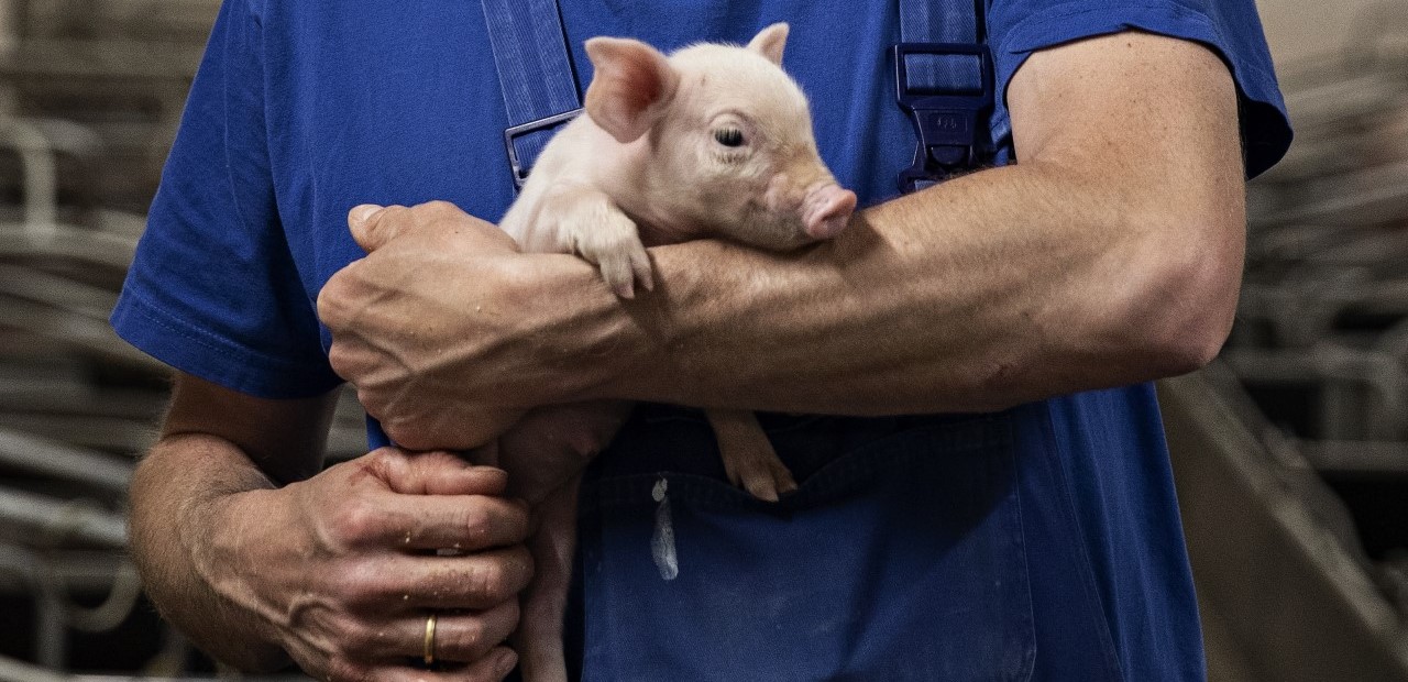 World Class Pig - Vilofoss International