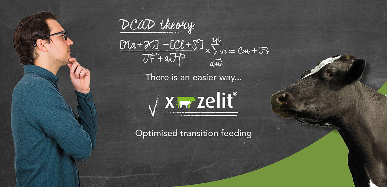 X-Zelit - Vilofoss International