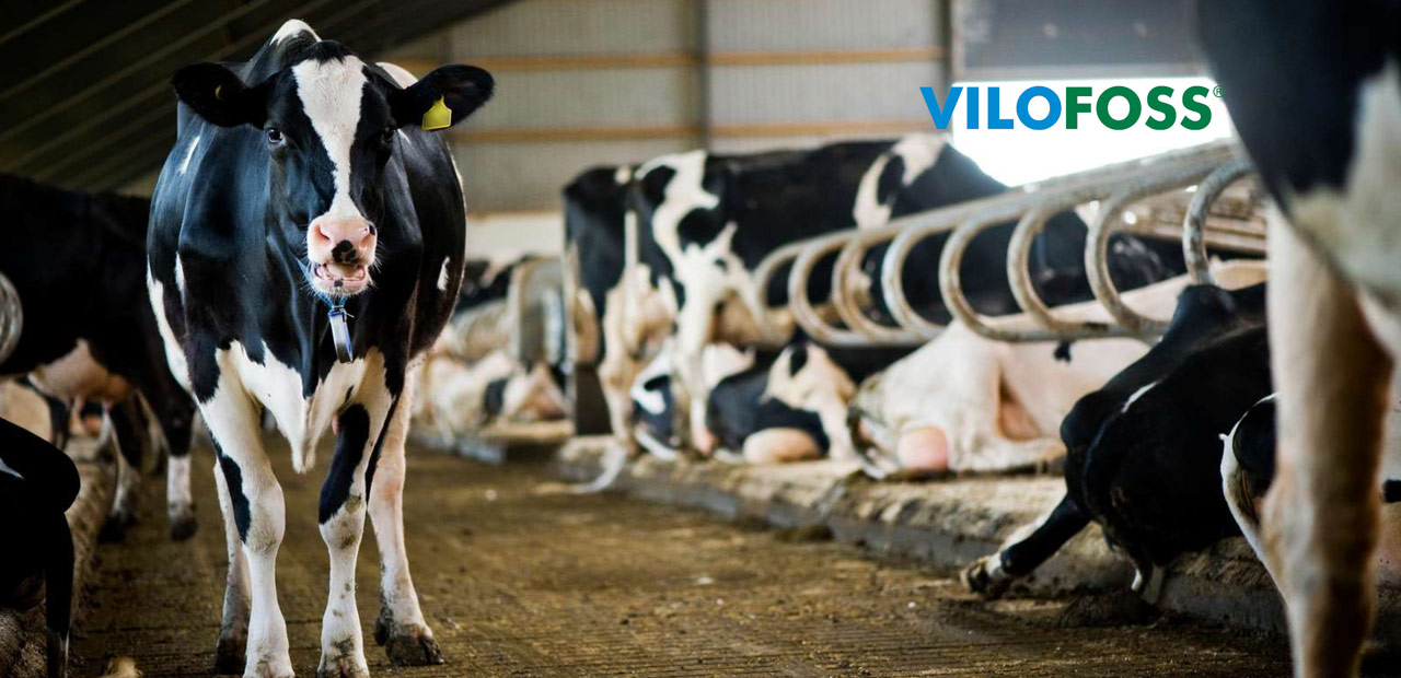 Are your cows hot? Practical ways to help your herd when the ...