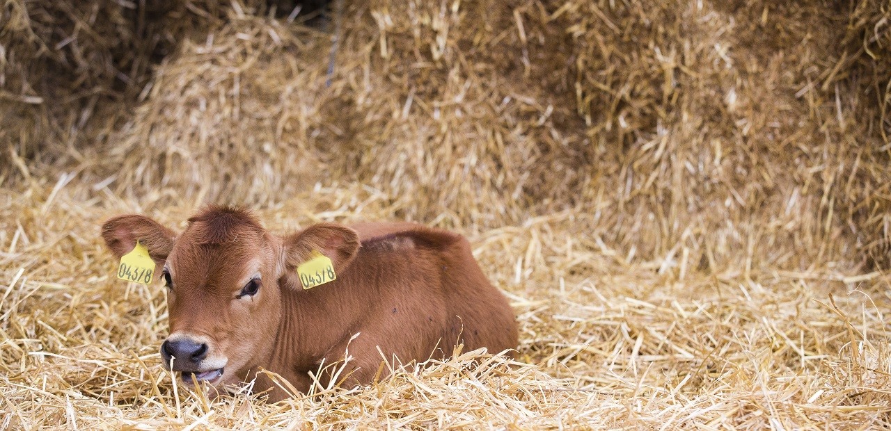 Control of calf scours with Stalosan F - Vilofoss International