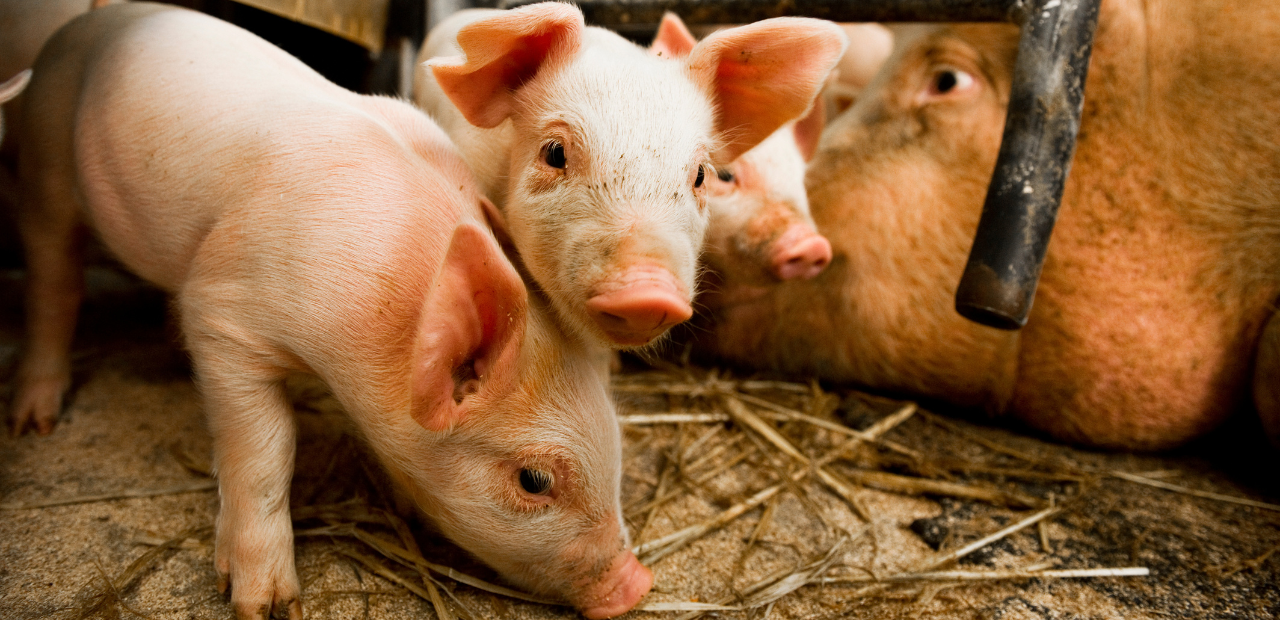 A new trial from Brazil shows good effects for Stalosan F for piglets ...