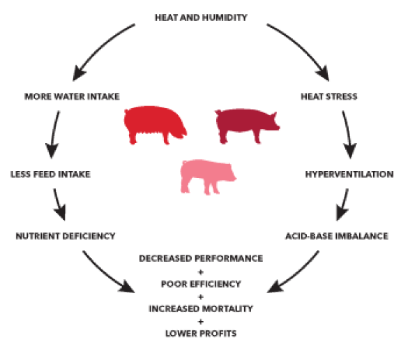 Heat Stress Is A Problem In Pigs Why Vilofoss International heat-stress-is-a-problem-in-pigs-why-vilofoss-international