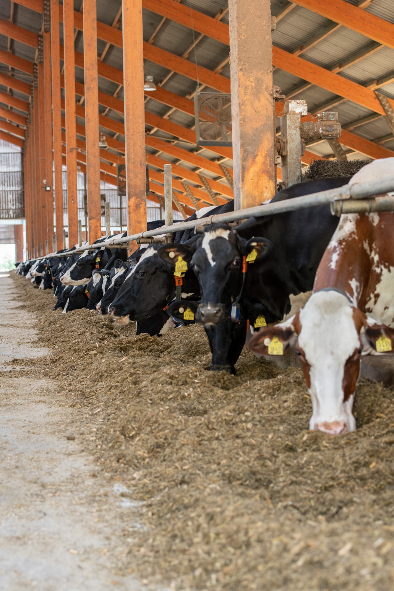 Dairy farmer Frank Cordes:“We focus on profitable investments only ...
