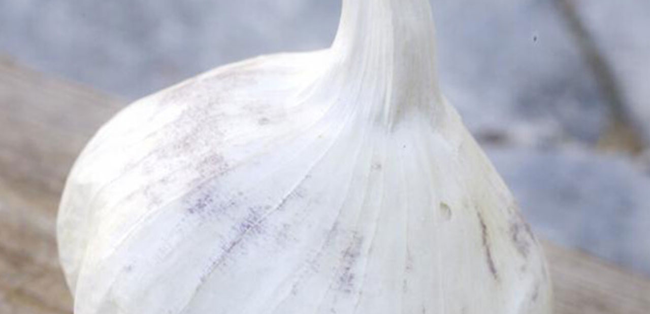 Plant extracts combat diseases - Vilofoss International