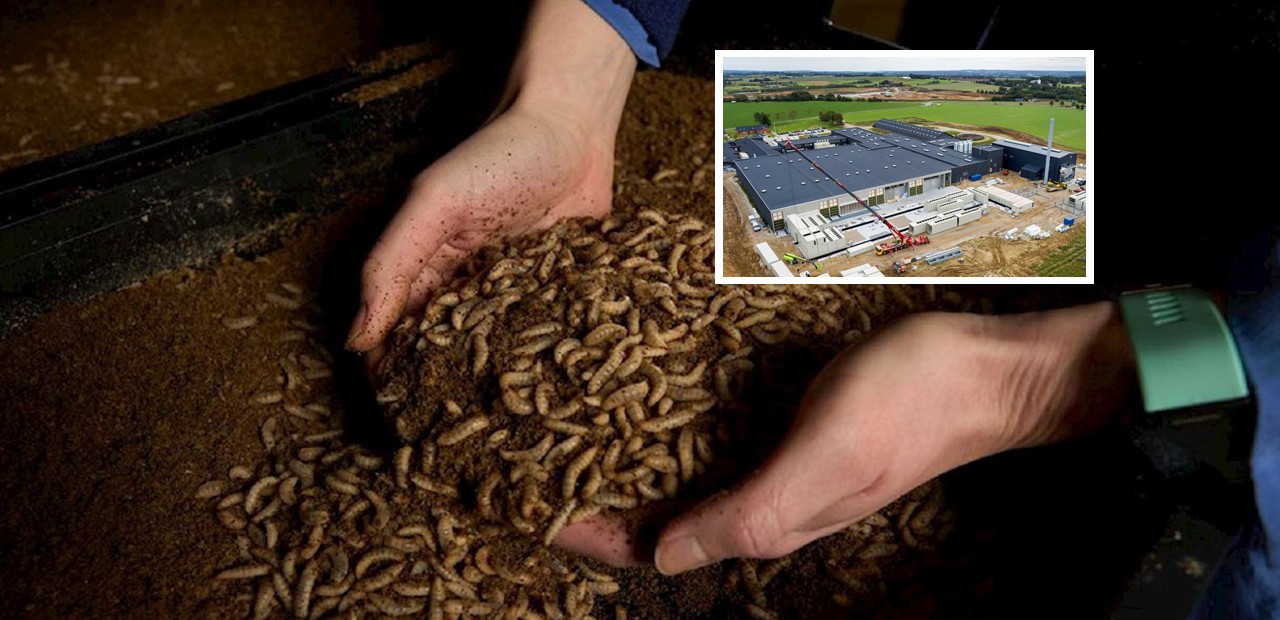 Opening of the Largest Insect Factory in Northern Europe - Vilofoss ...