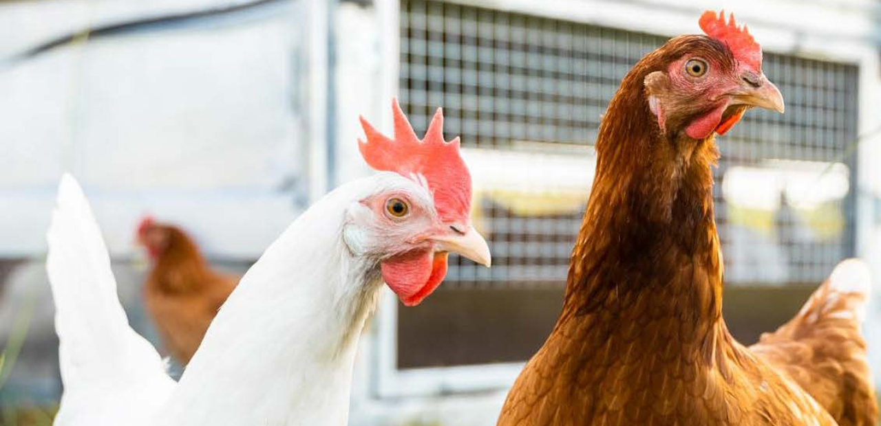 Welfare for Poultry - Vilofoss International
