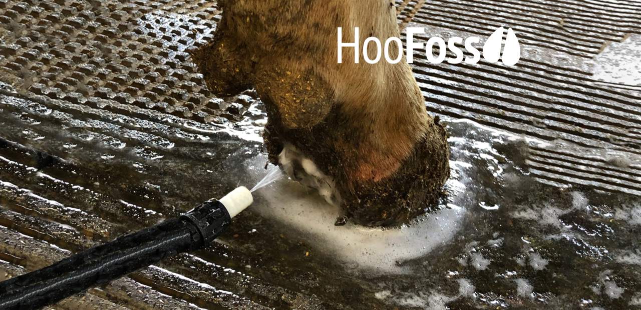 How to manage digital dermatitis with hoof care measures - Vilofoss ...