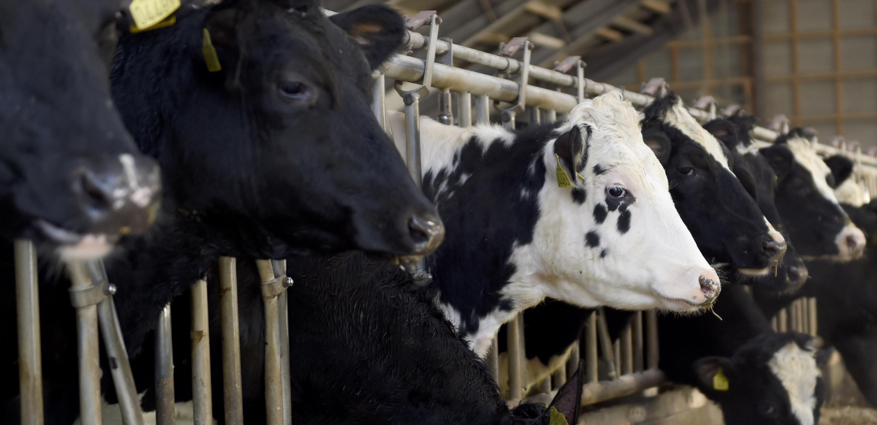Improved Longevity in Cows - Vilofoss International