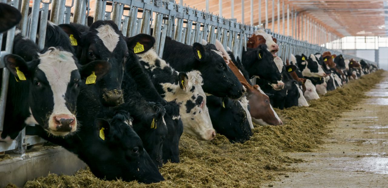 Dry-cow feeding that yields the best bottom line - Vilofoss International