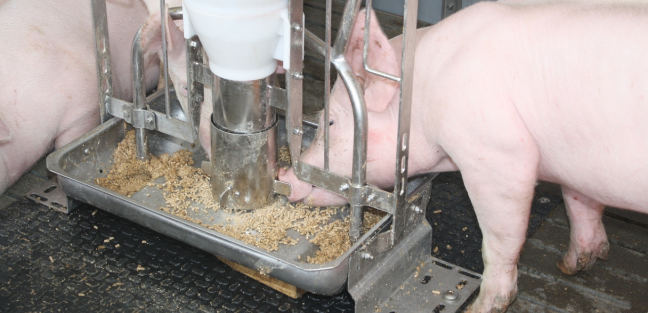 Field report on the NutriSpar®-Premium concept - Vilofoss International