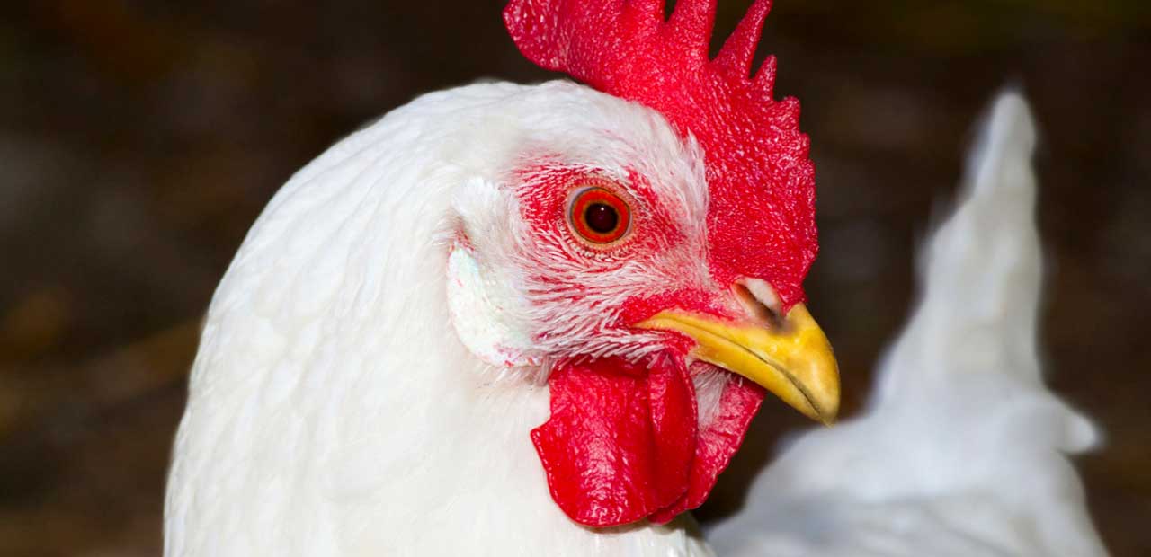 Stalosan and Poultry Biosecurity - Vilofoss International