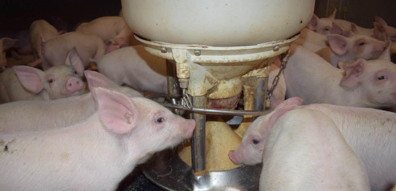 Feeding - Vilofoss International