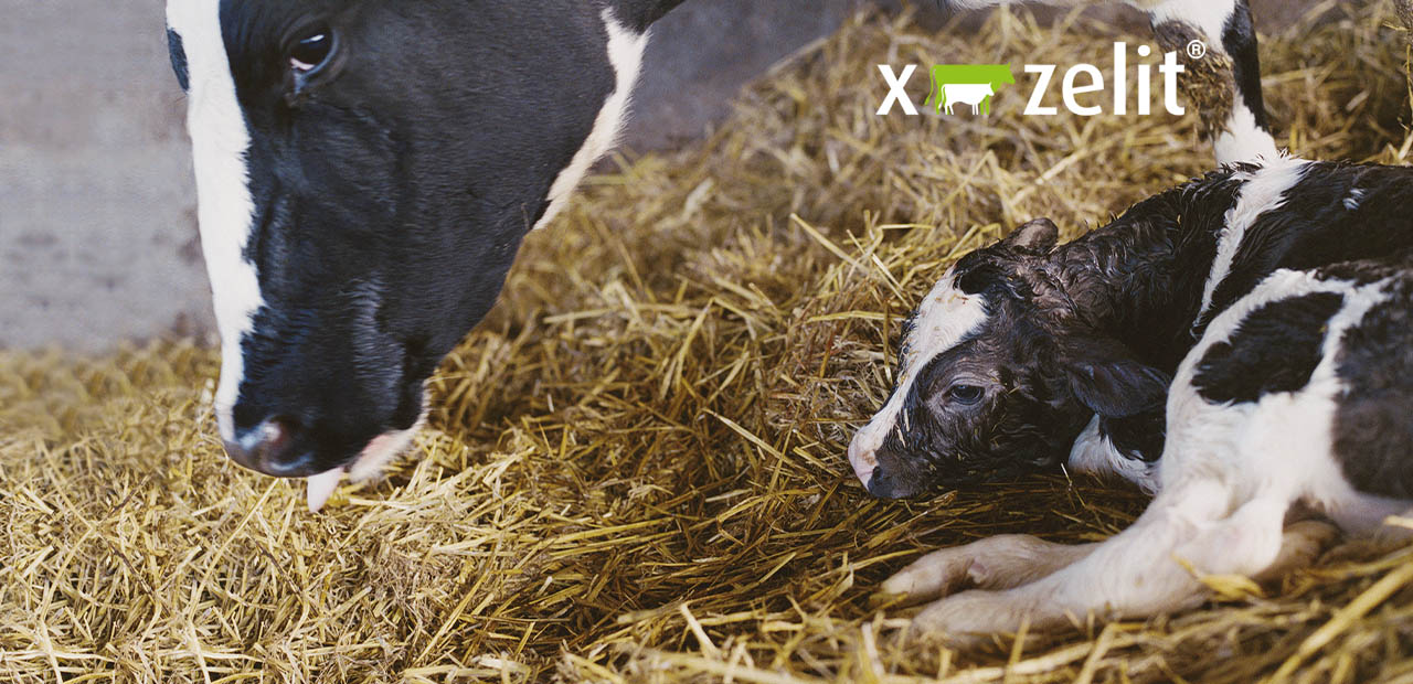 New big-scale trial results on X-Zelit from pasture-based feeding ...