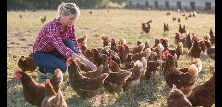 Supporting animal welfare in poultry farming - Vilofoss International