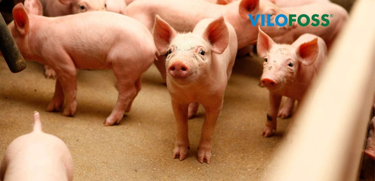 VILOFOSS® Deutschland - Feeding Success - VILOFOSS® Corporate