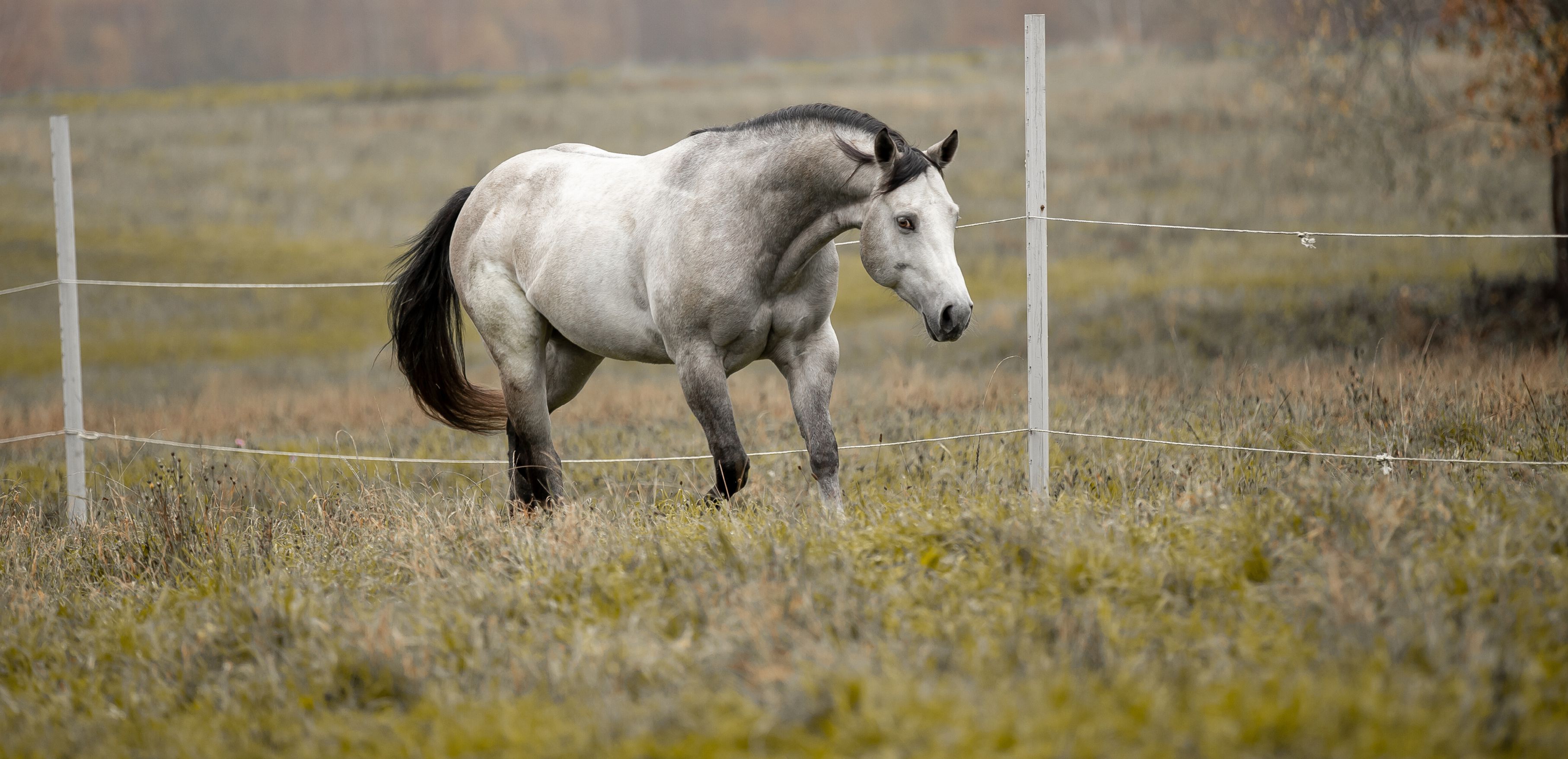 Unterversorgung mit Protein bei Pferden - VILOFOSS® Corporate