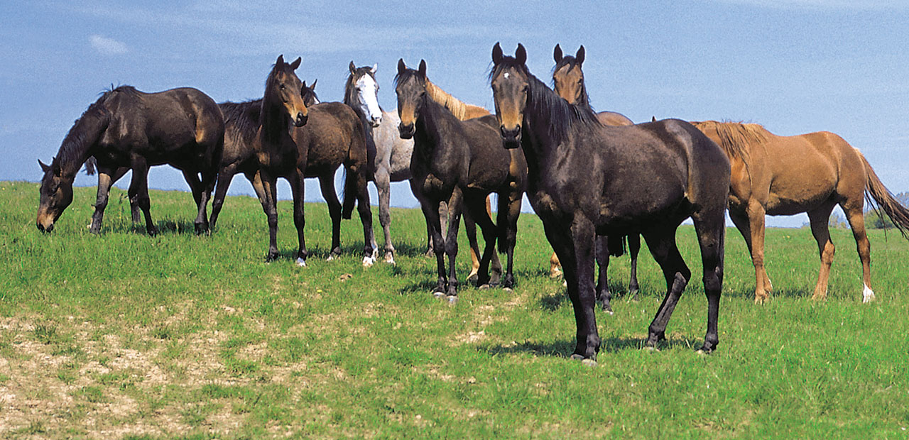 Heste på fold i sommeren 2018 - Vilofoss DK