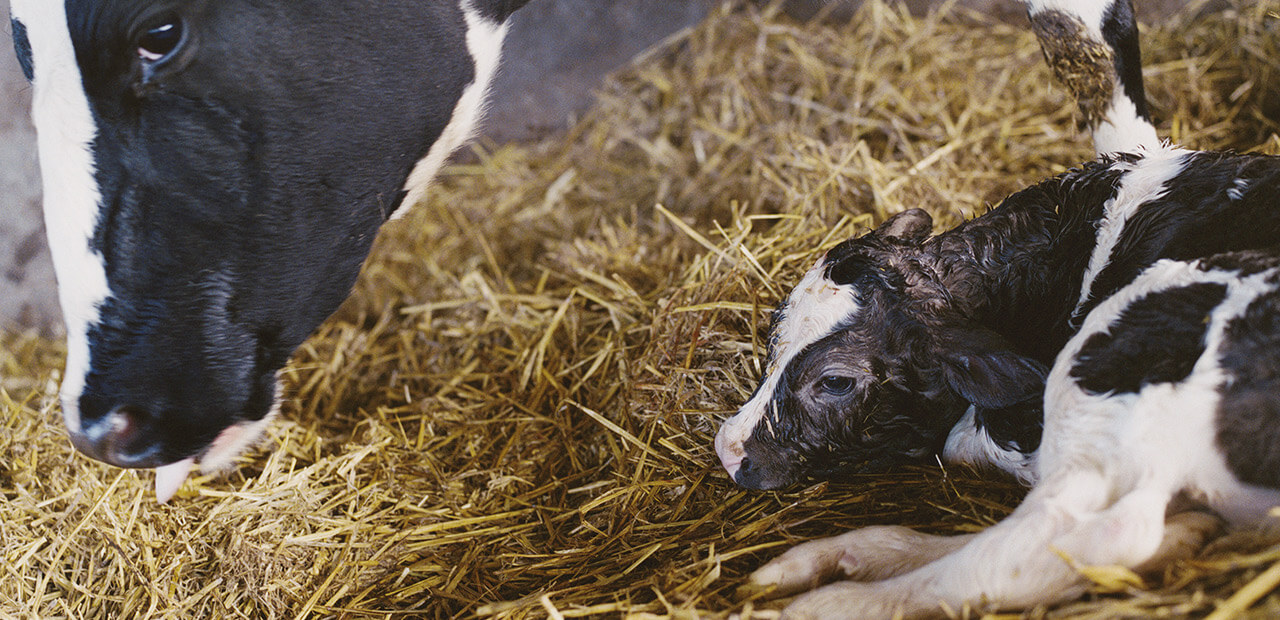 Intérêt du X-Zelit dans la diminution de l'intervalle vêlage-vêlage ...